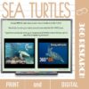 Sea Turtle Virtual Field Trip : vr2ltch